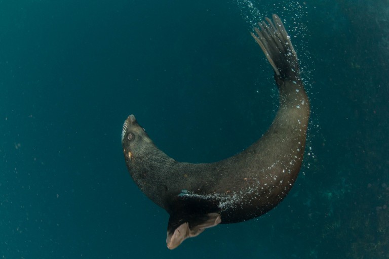 LLEGA “YAGANES” a NATIONAL GEOGRAPHIC CON LA NARRACIÓN AXEL – Revista Lima